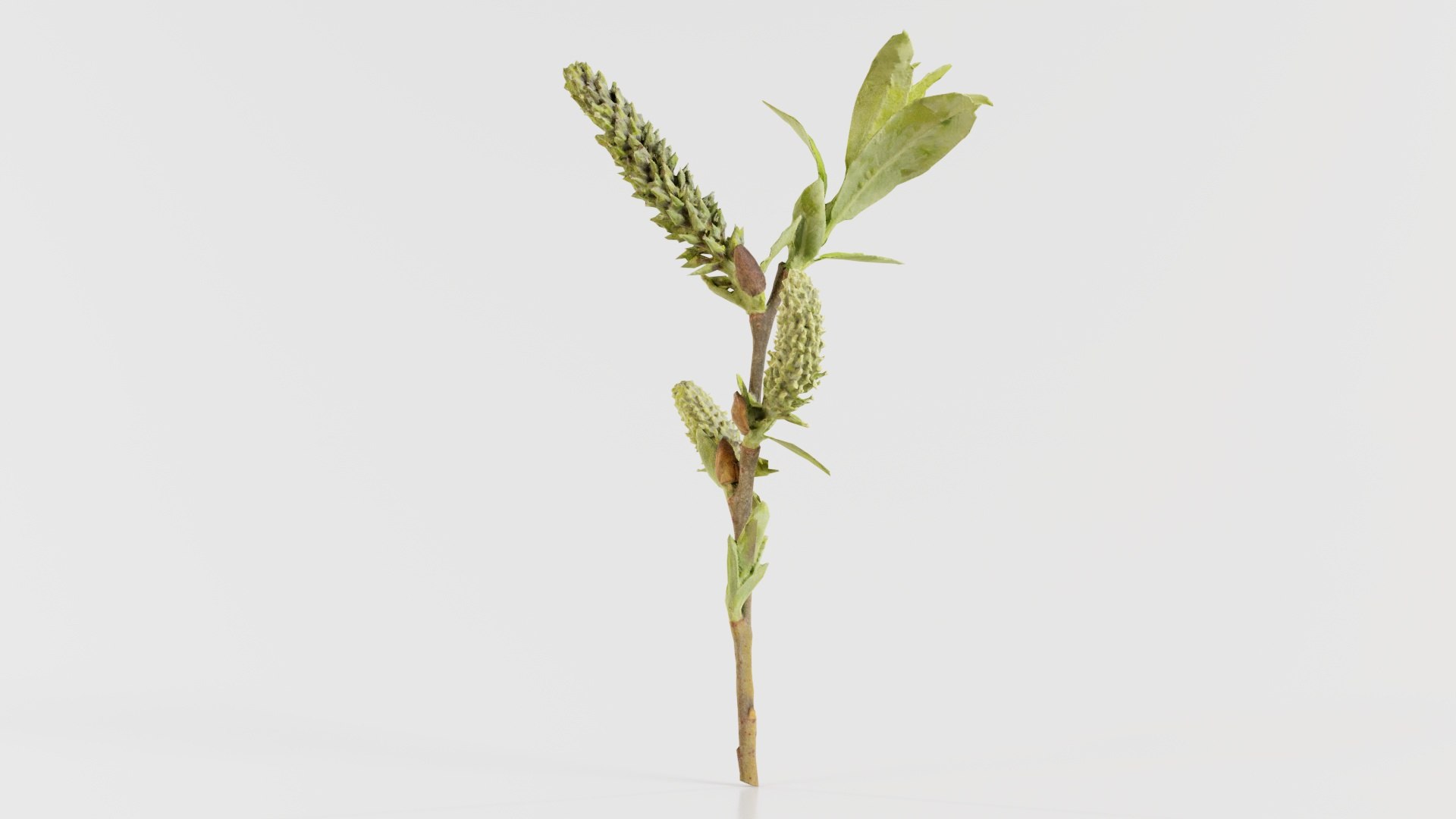 Salix Hastata Halberd Willow Salicaceae Sprout Remastered 3D Model ...