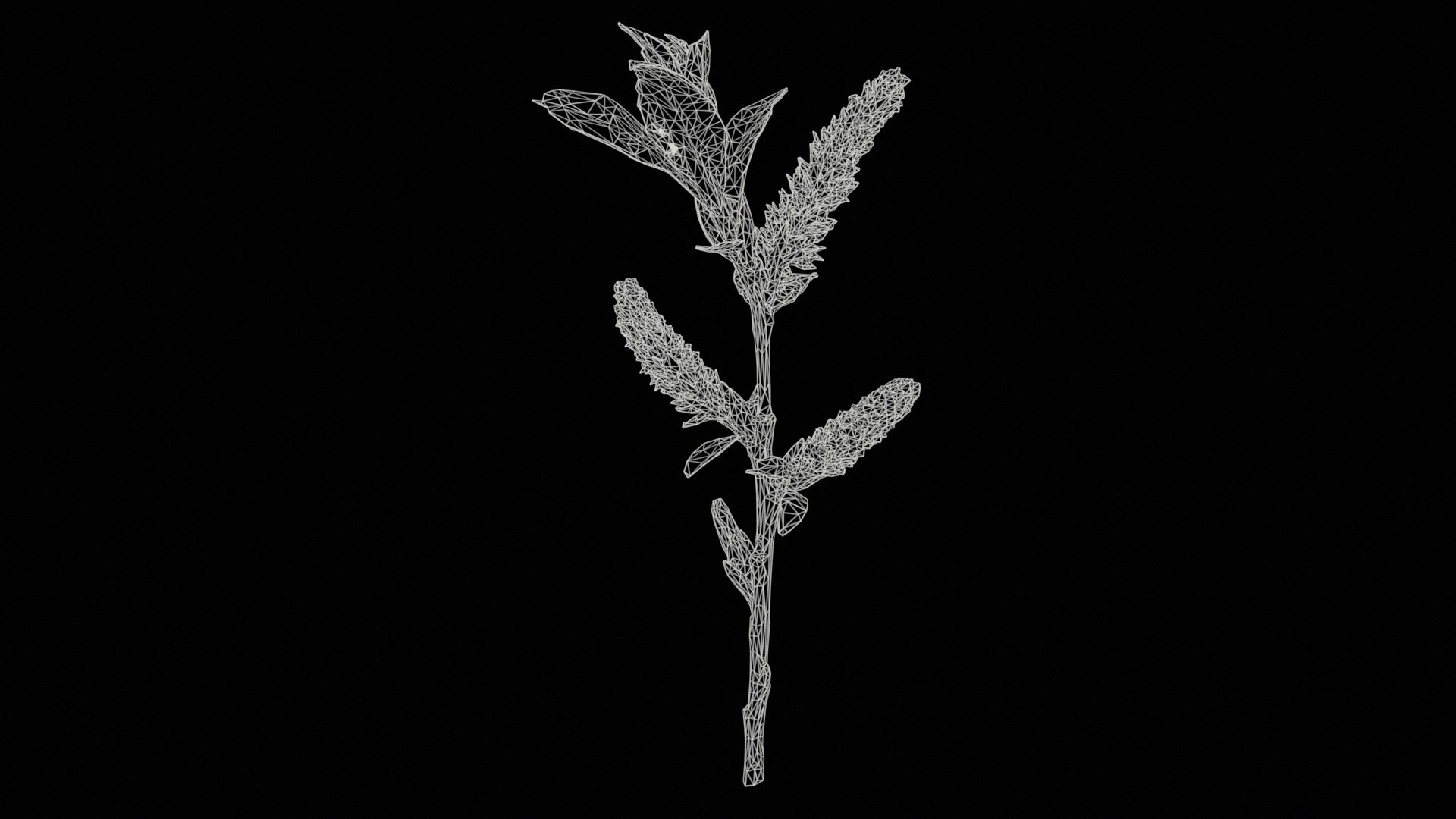 Salix Hastata Halberd Willow Salicaceae Sprout Remastered 3D Model ...