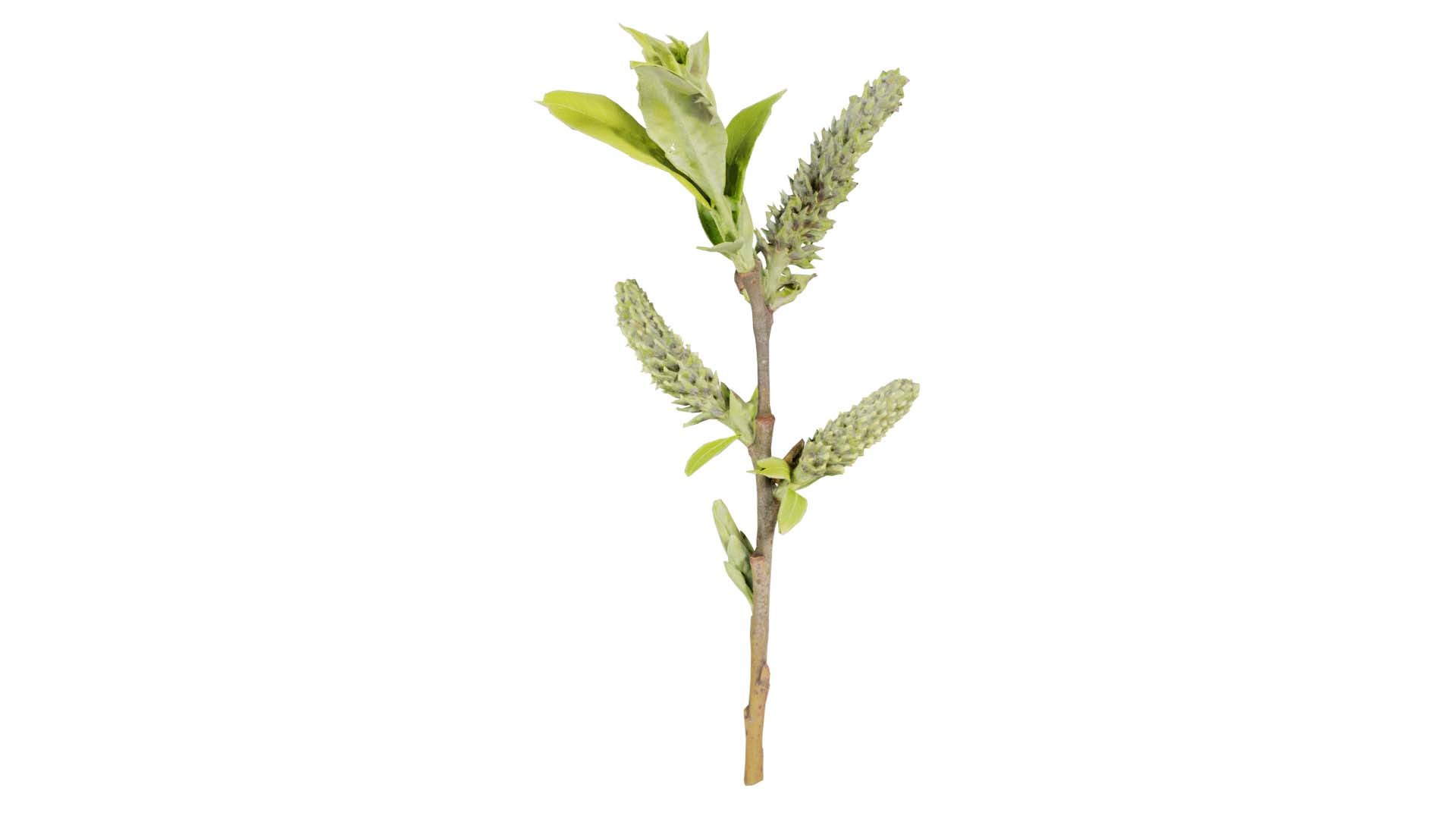 Salix Hastata Halberd Willow Salicaceae Sprout Remastered 3D Model ...