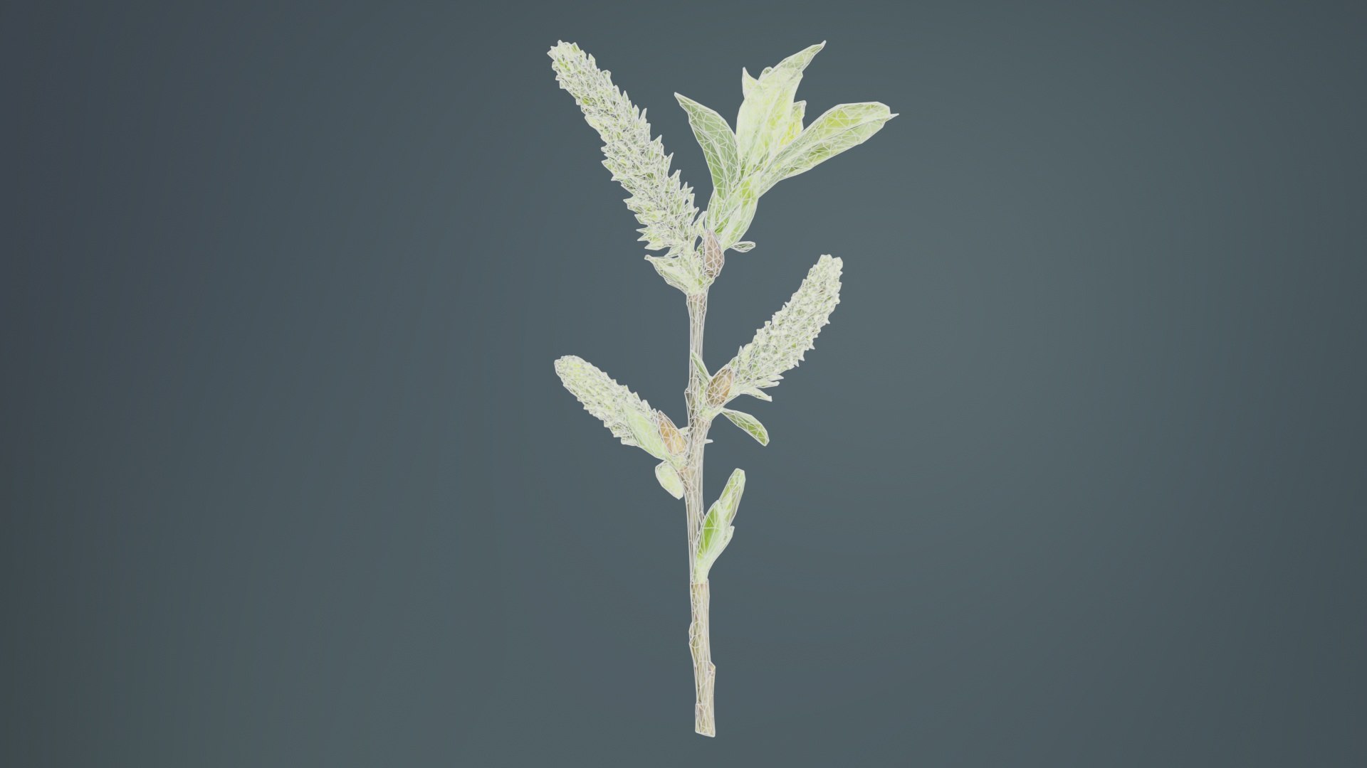 Salix Hastata Halberd Willow Salicaceae Sprout Remastered 3D Model ...
