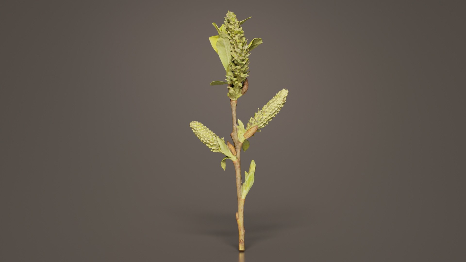 Salix Hastata Halberd Willow Salicaceae Sprout Remastered 3D Model - TurboSquid 2362685