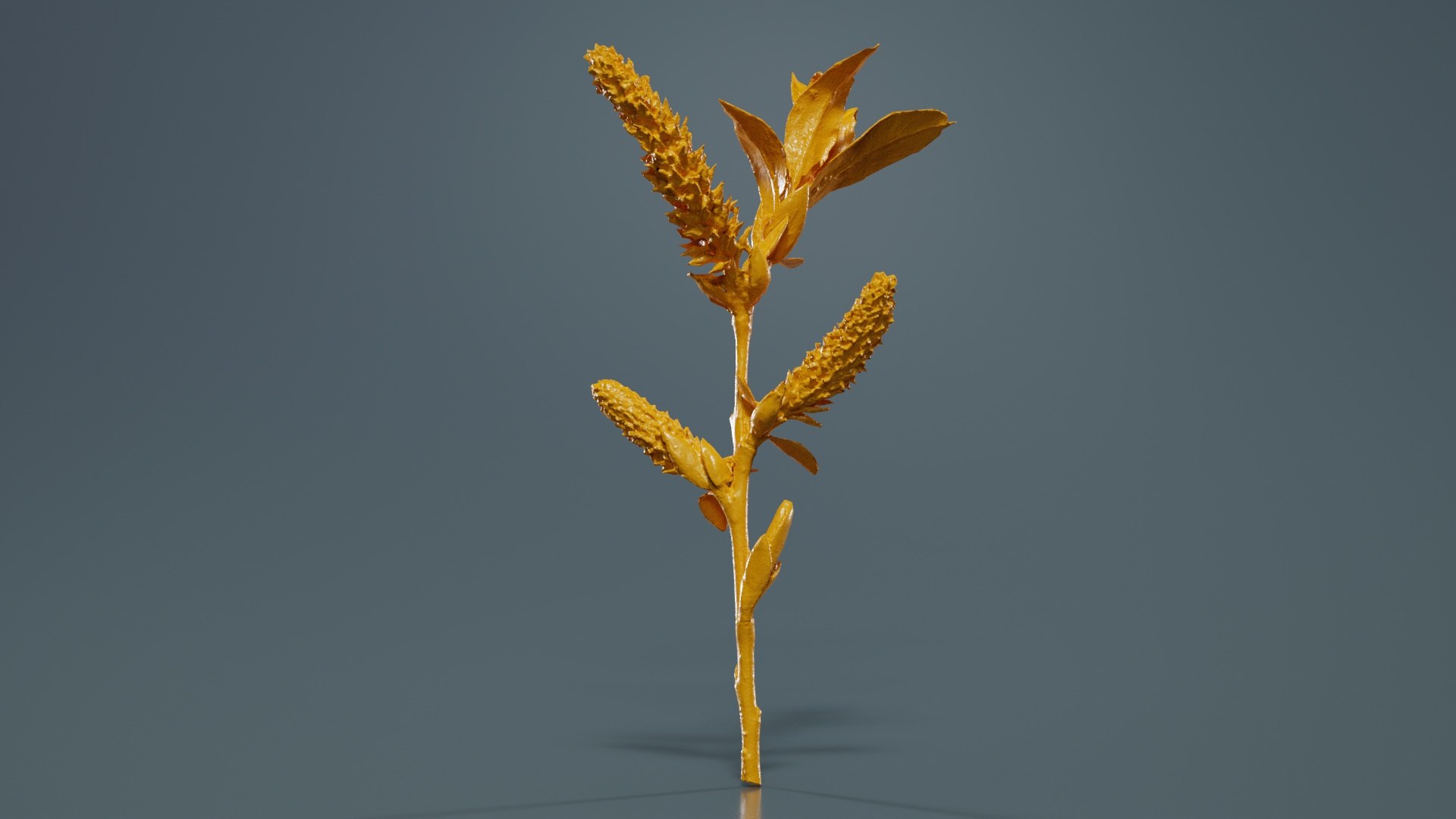 Salix Hastata Halberd Willow Salicaceae Sprout Remastered 3D Model ...