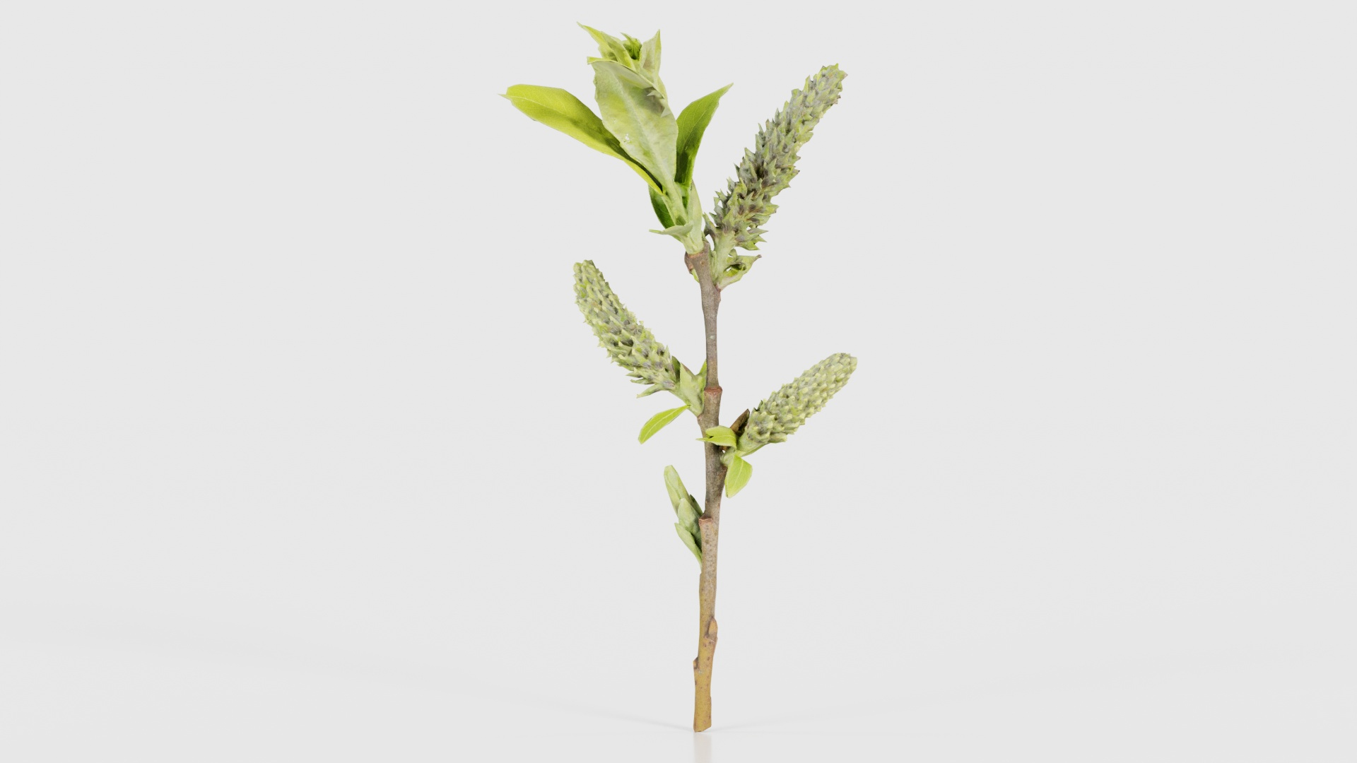 Salix Hastata Halberd Willow Salicaceae Sprout Remastered 3D Model - TurboSquid 2362685