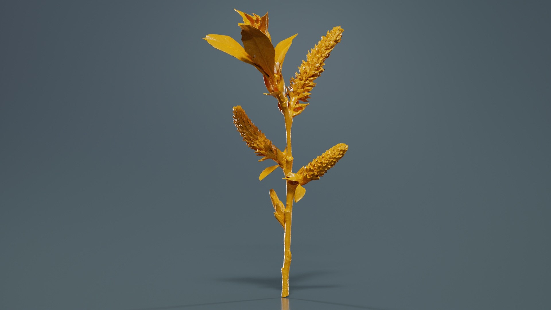 Salix Hastata Halberd Willow Salicaceae Sprout Remastered 3D Model ...