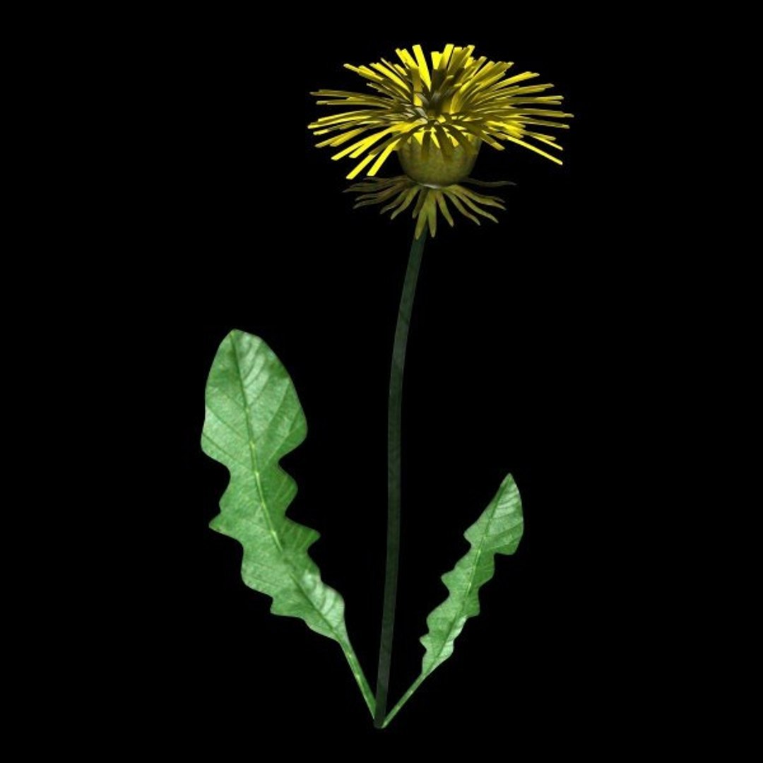3d Flowers Dandelion