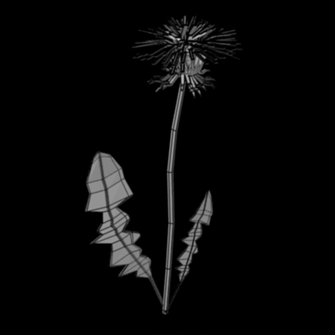 3d Flowers Dandelion