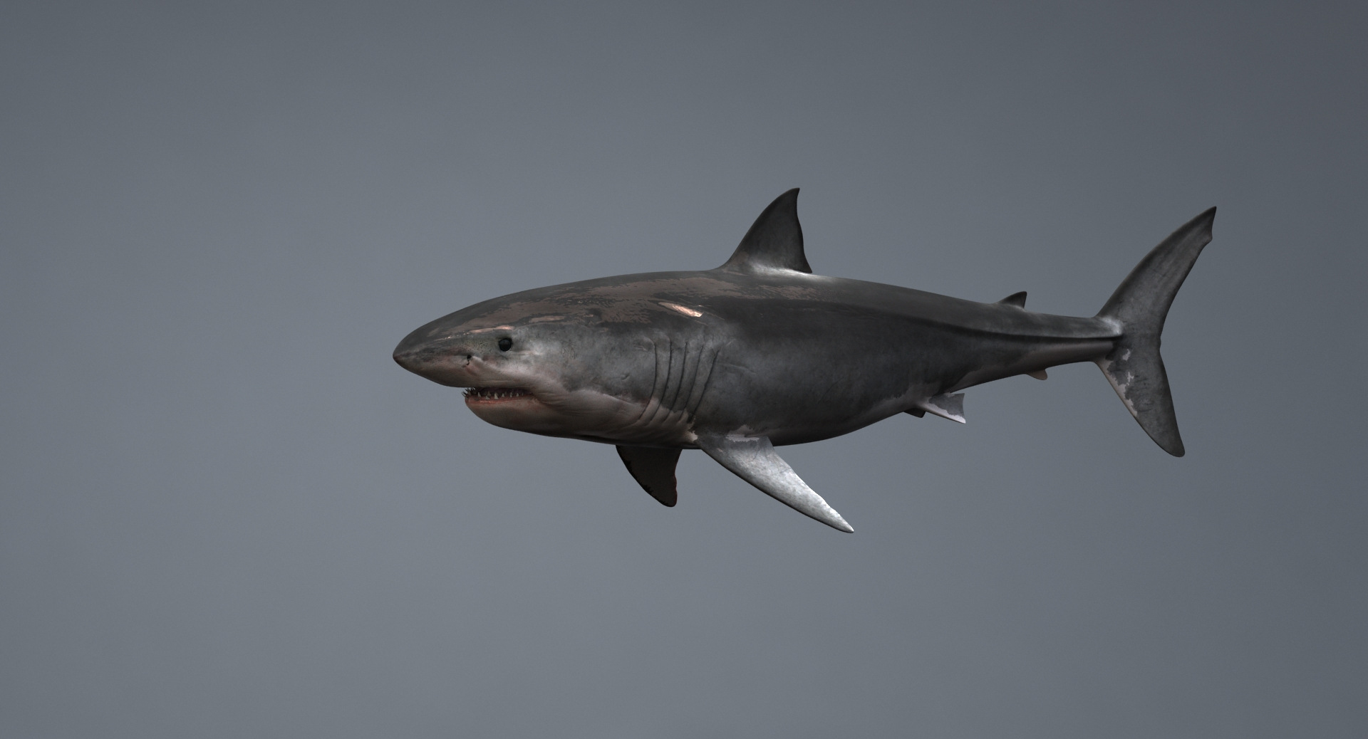 3d Realistic Shark Rigged White