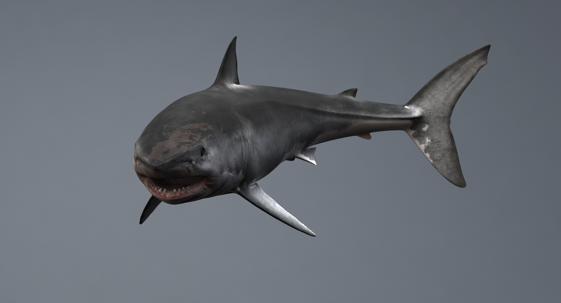3d realistic shark rigged white