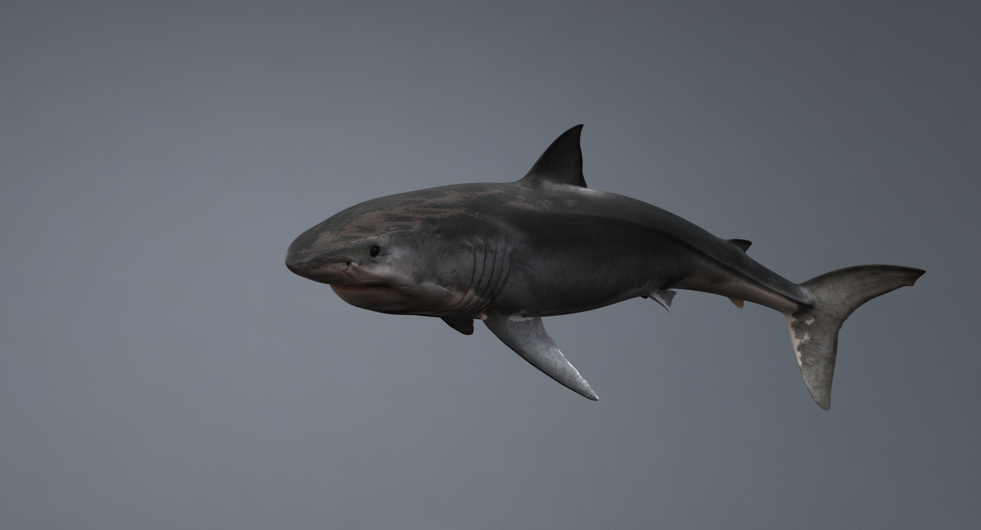 3d Realistic Shark Rigged White