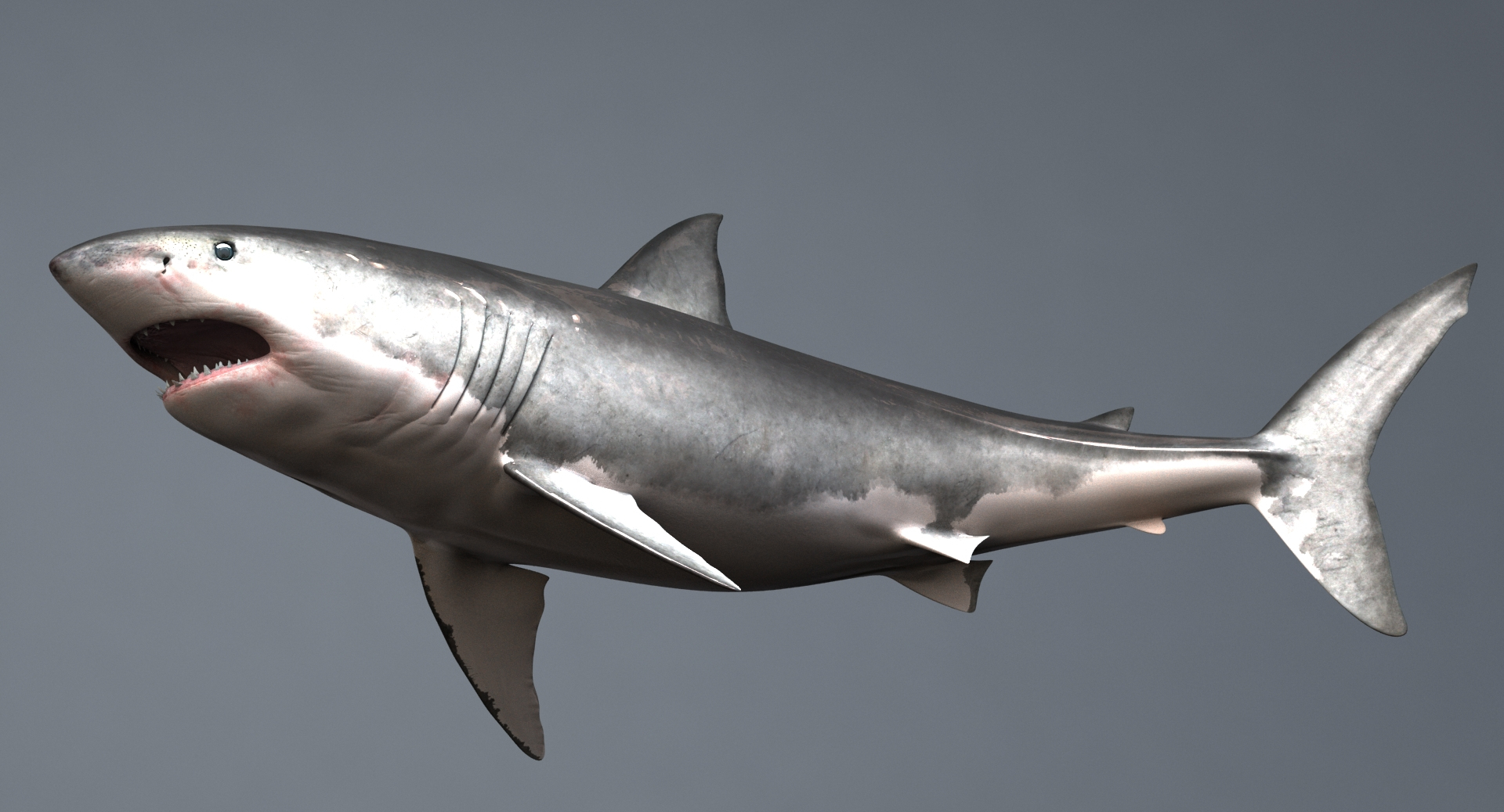 3d realistic shark rigged white