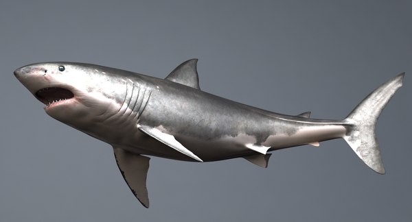 3d realistic shark rigged white