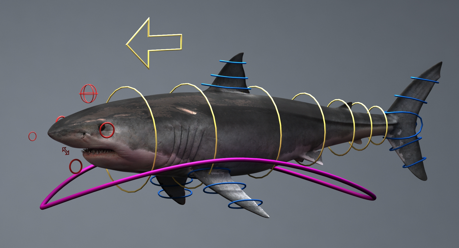 3d realistic shark rigged white