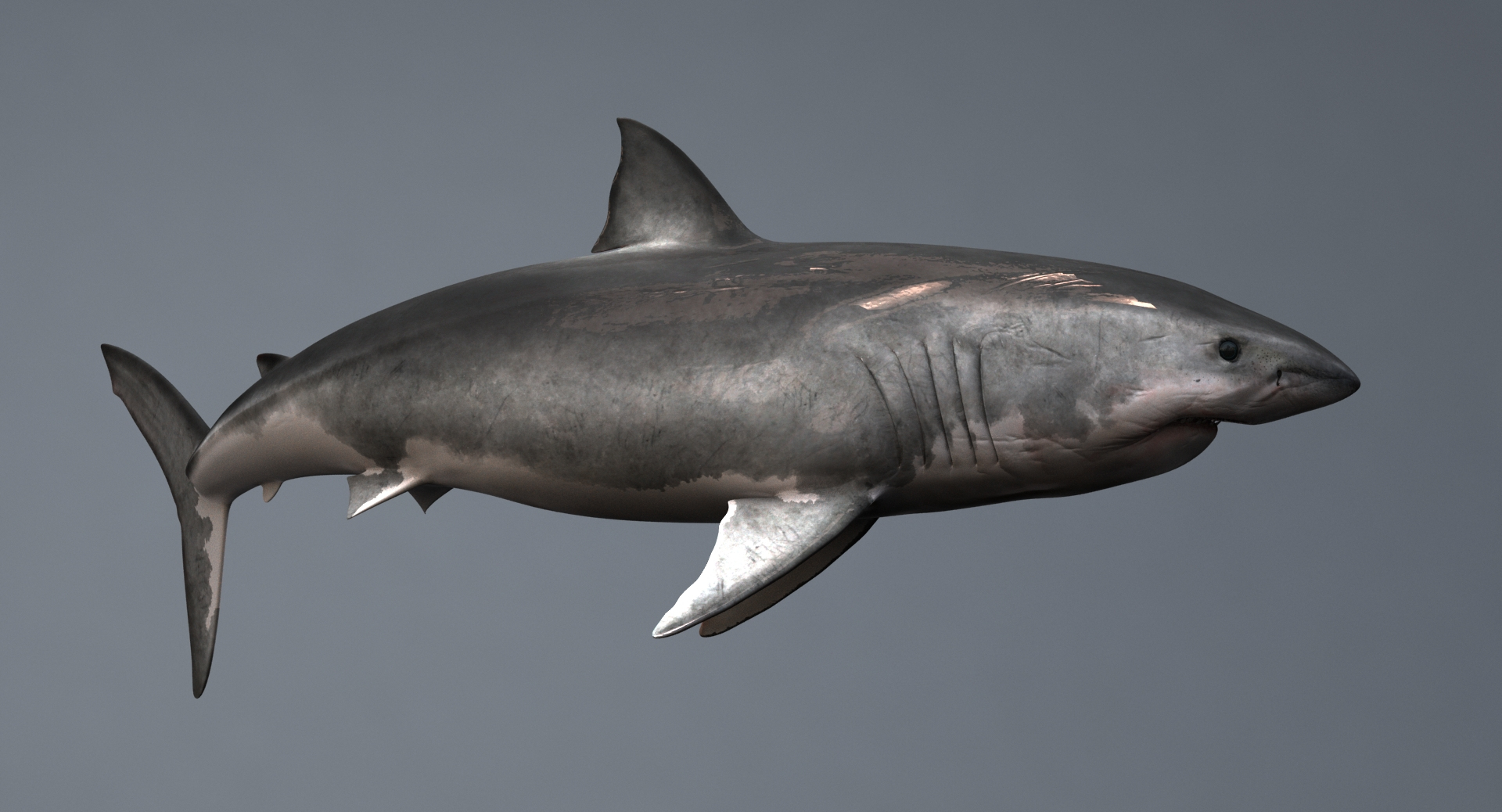 3d realistic shark rigged white