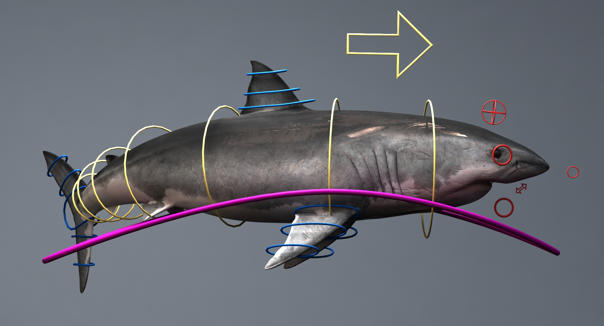 3d realistic shark rigged white