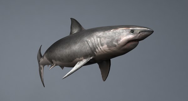 3d realistic shark rigged white