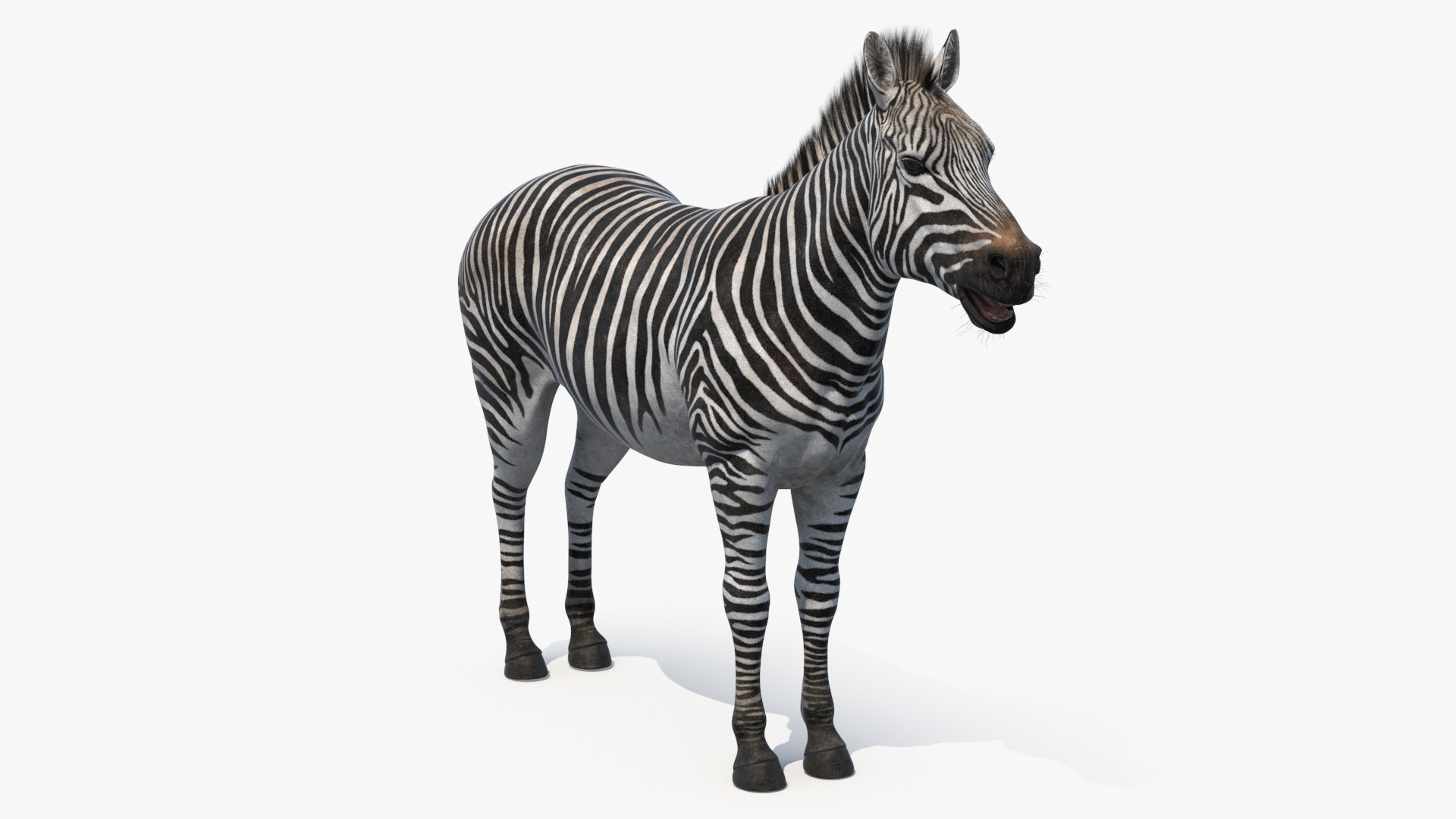 3D African Zebra Fur For Cinema 4D - TurboSquid 2381713