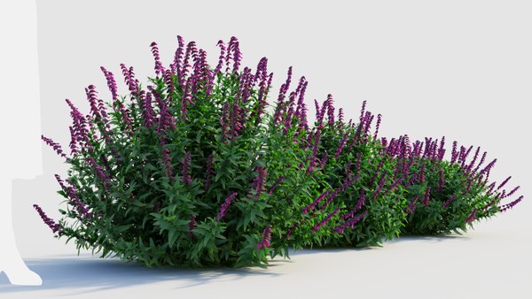modelo 3d Salvia leucantha c - TurboSquid 2230525
