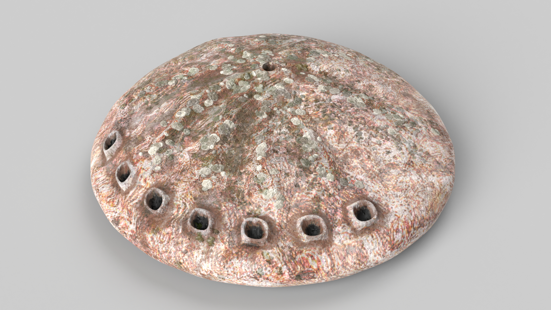 3D Seashell Shell Sea - TurboSquid 1665702