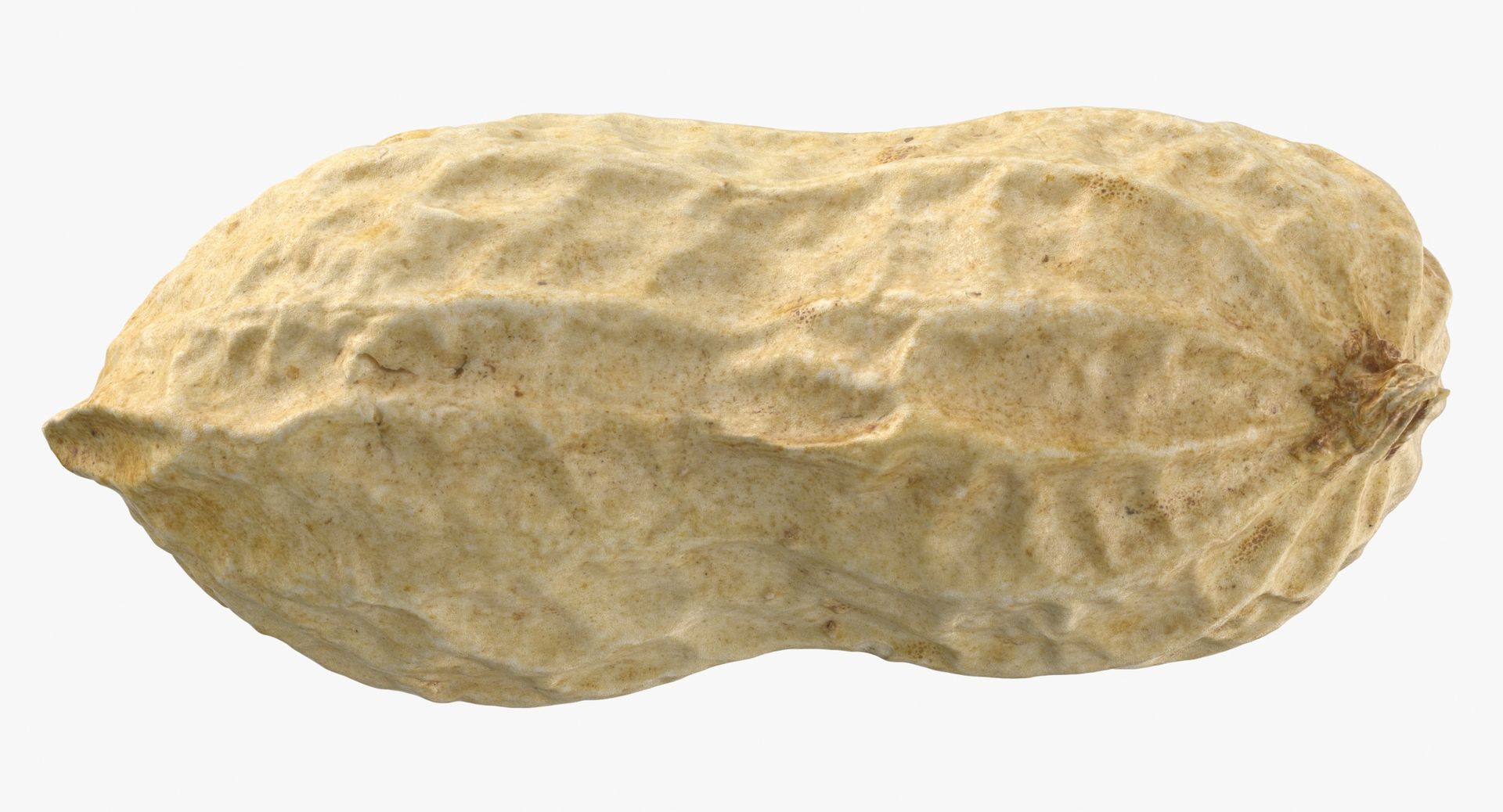 Peanut shell 01 3D model - TurboSquid 1514888