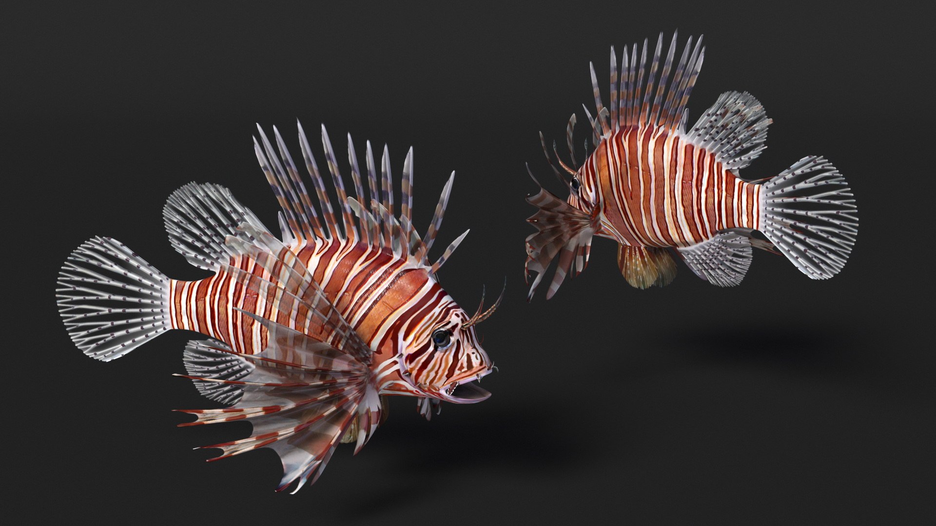 Lionfish Marine Creature 3D Model - TurboSquid 2386264