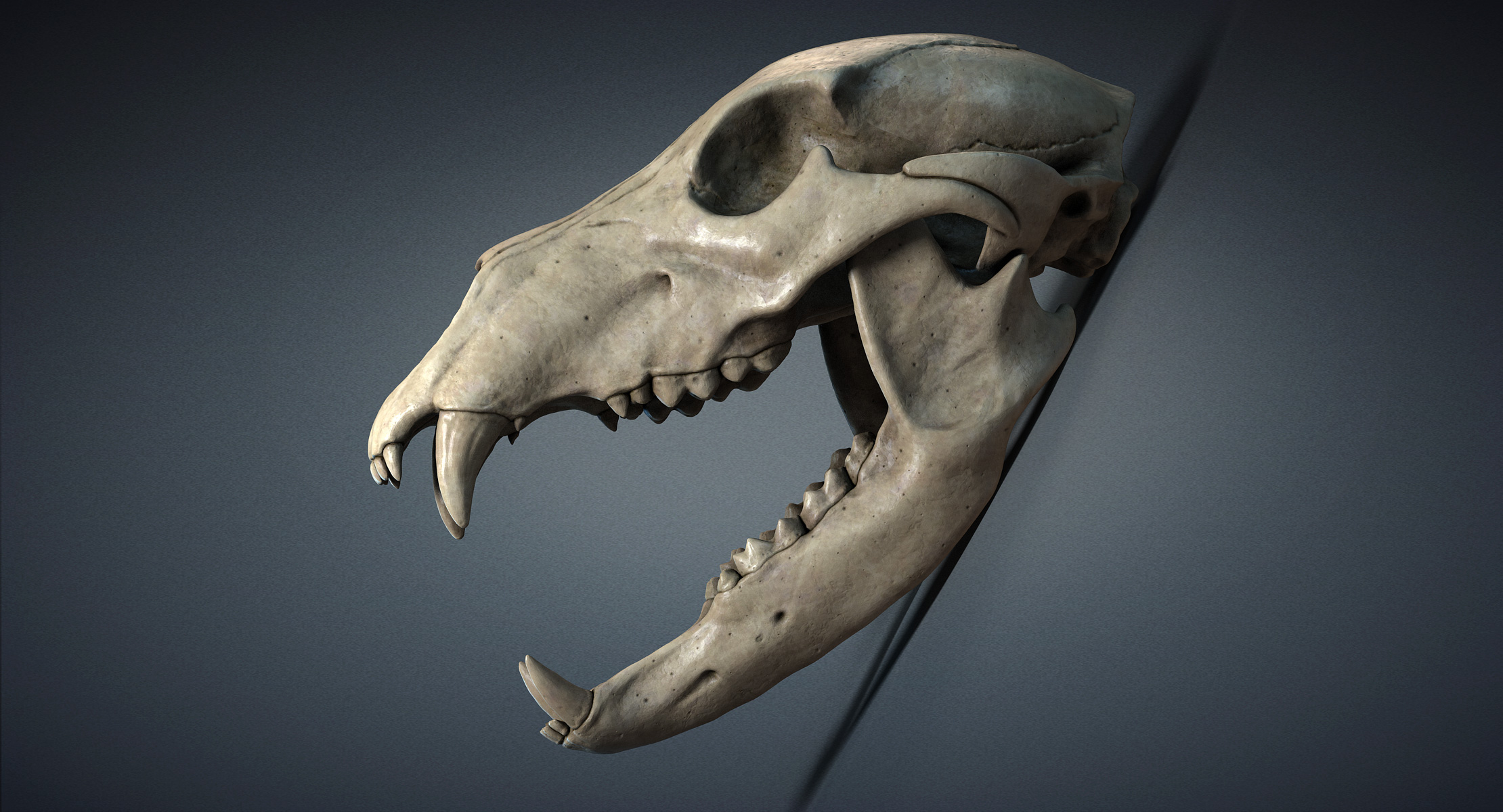 max realistic bear skull resolutions
