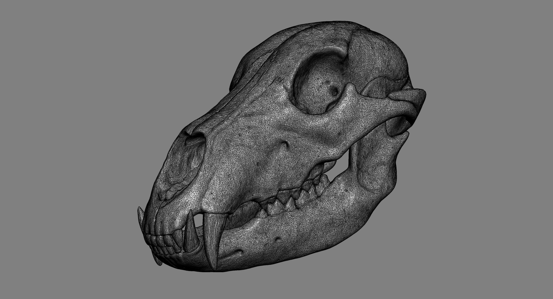 Max Realistic Bear Skull Resolutions