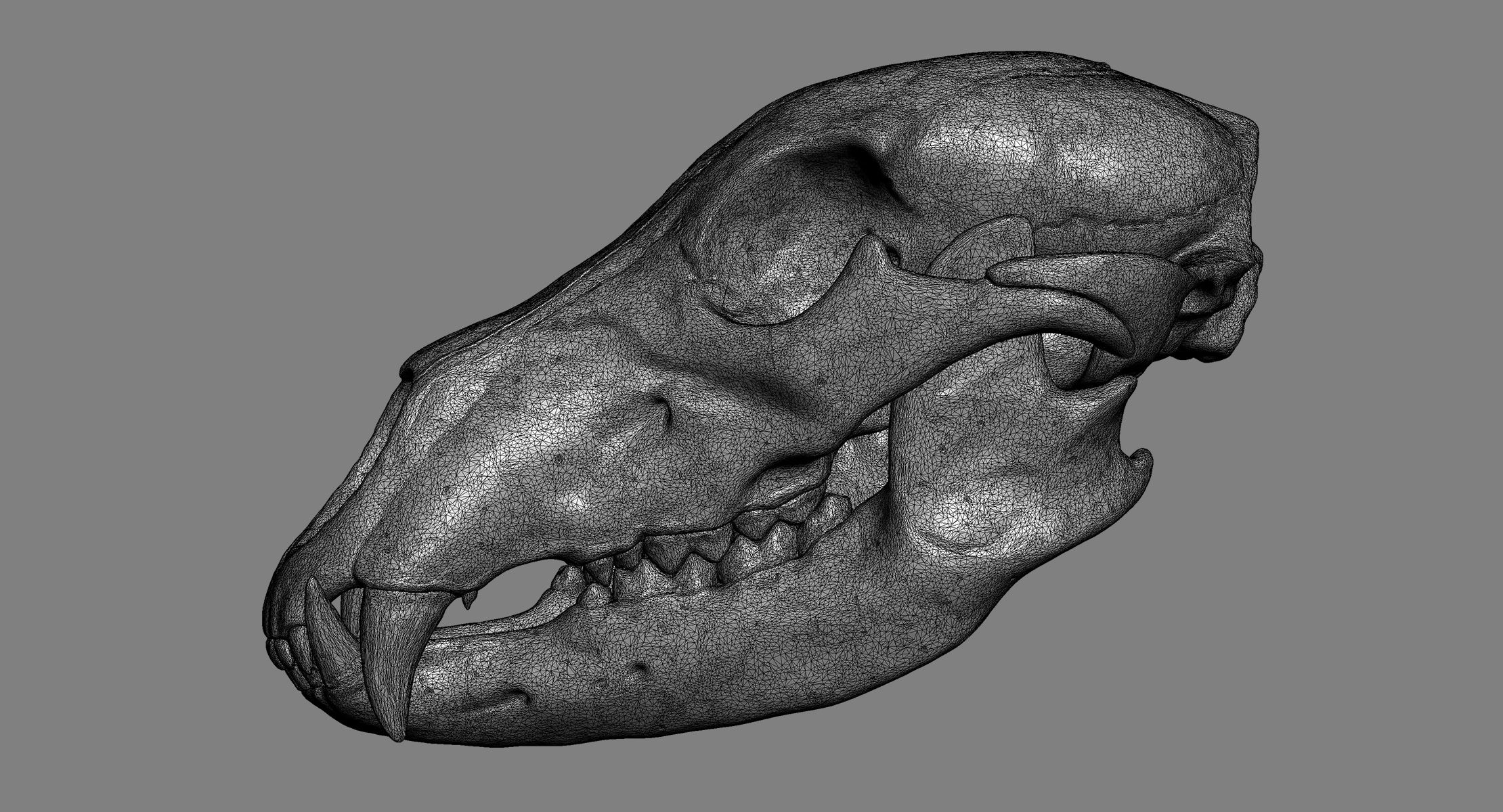 max realistic bear skull resolutions