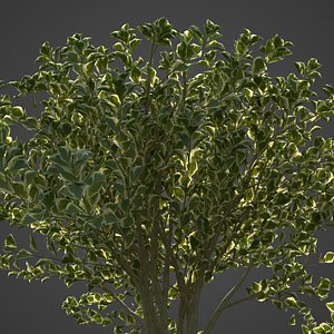 Free Bush 3D Models for Download | TurboSquid