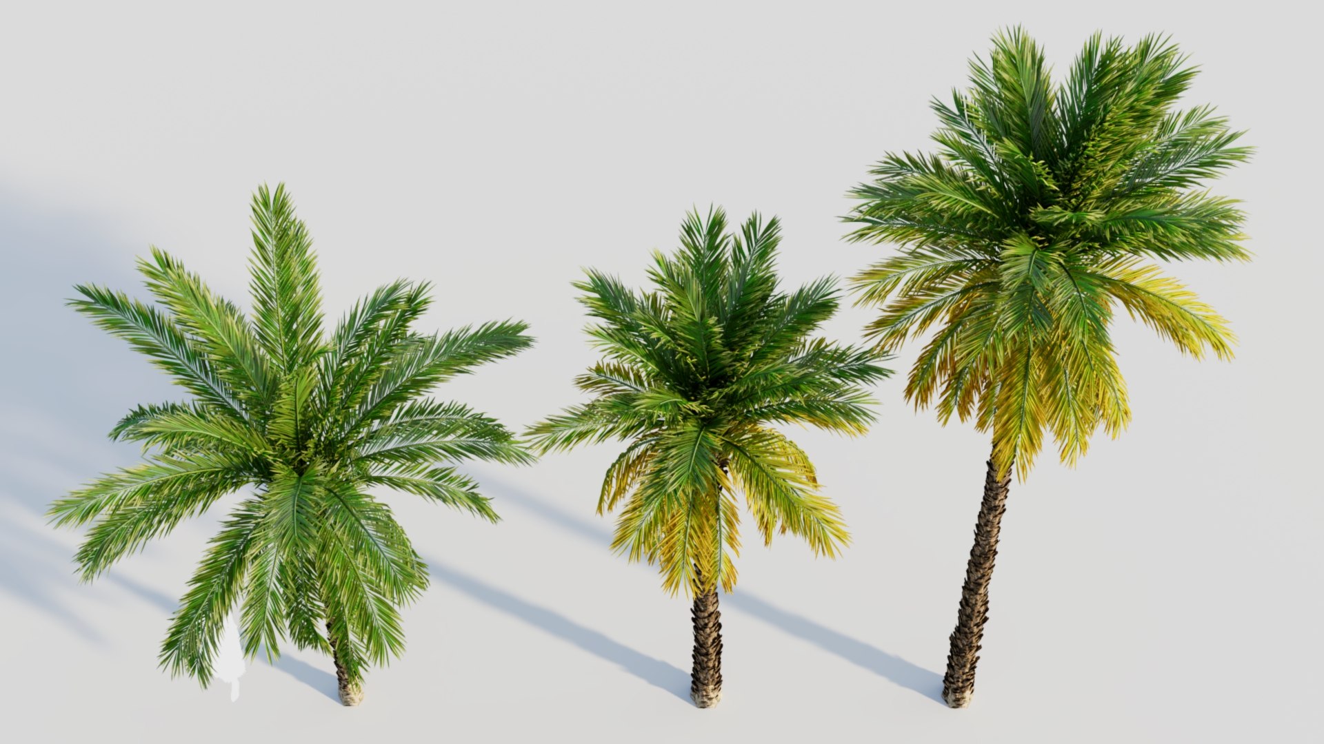 Phoenix Dactylifera A 3D - TurboSquid 2219368