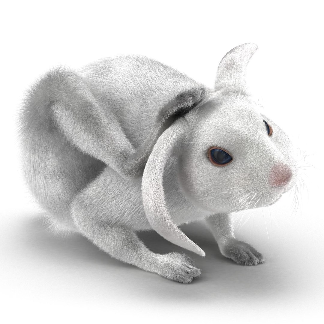 3d Model White Rabbit Pose 4