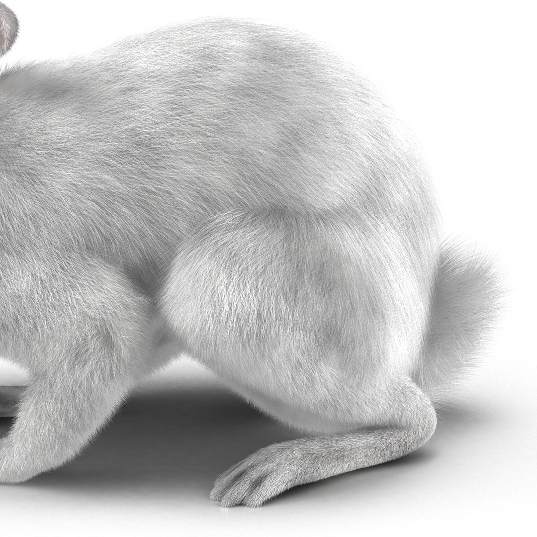 3d Model White Rabbit Pose 4