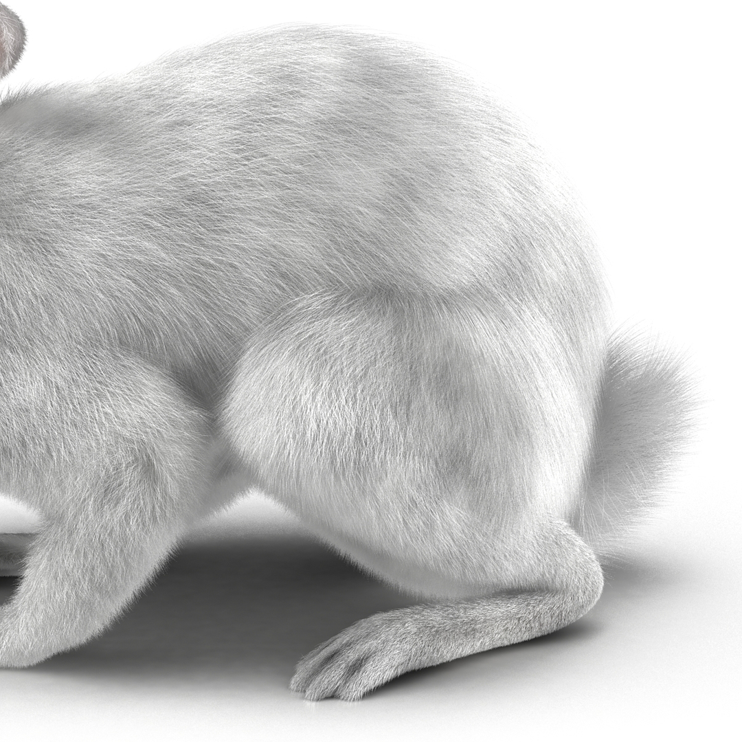 3d model white rabbit pose 4