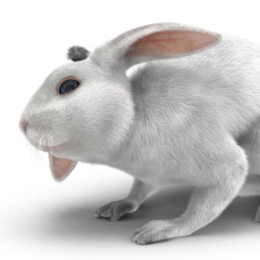 3d Model White Rabbit Pose 4