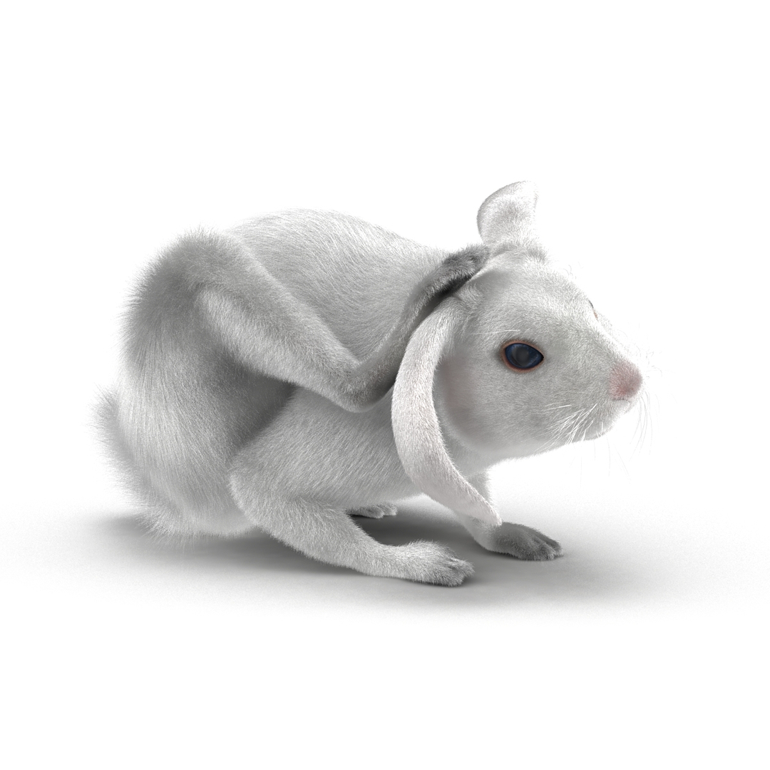 3d Model White Rabbit Pose 4