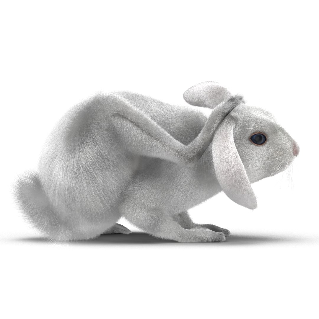 3d Model White Rabbit Pose 4