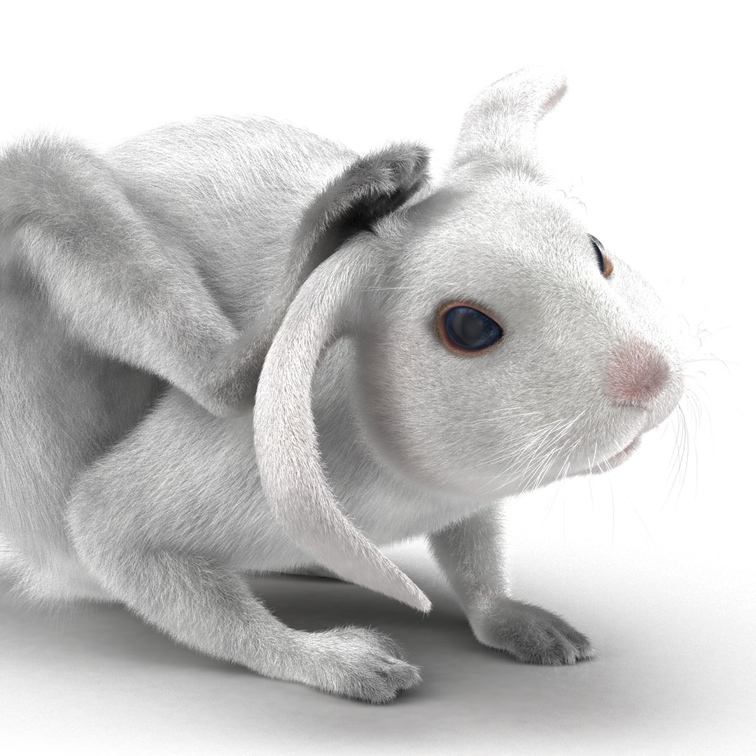 3d Model White Rabbit Pose 4