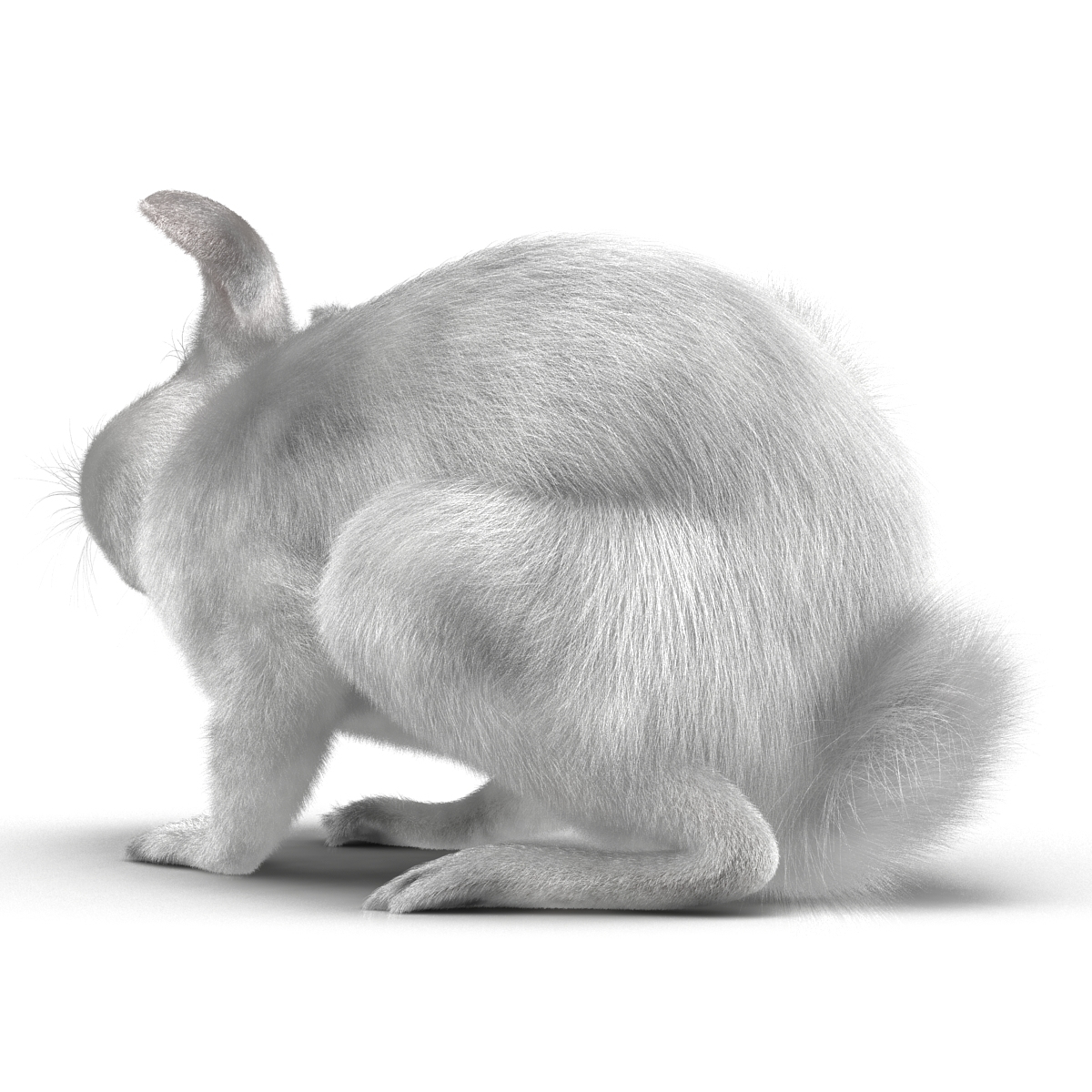 3d model white rabbit pose 4