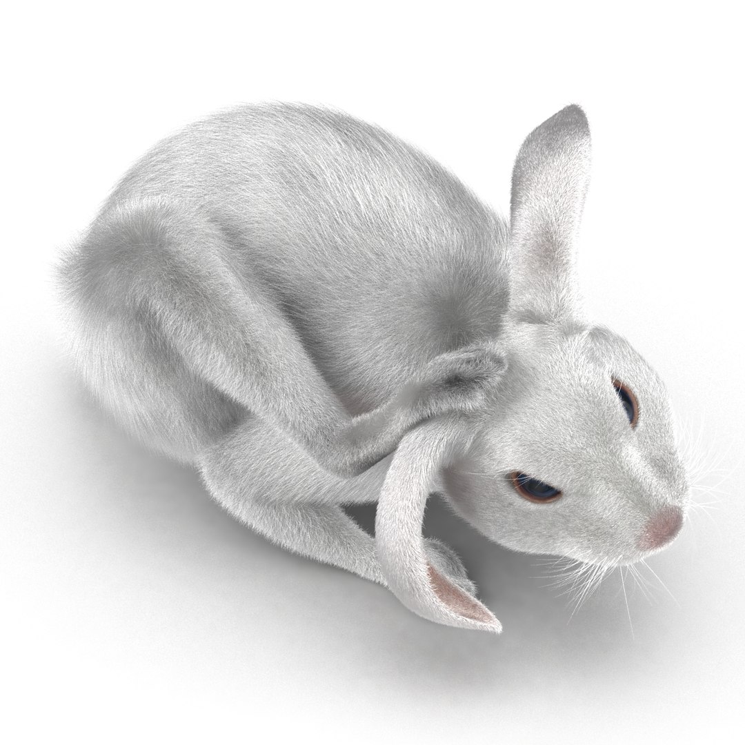 3d Model White Rabbit Pose 4