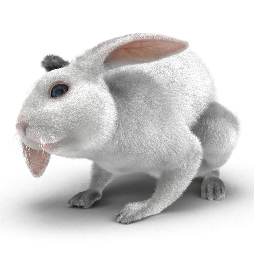 3d Model White Rabbit Pose 4
