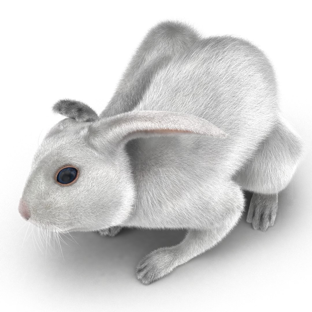 3d Model White Rabbit Pose 4