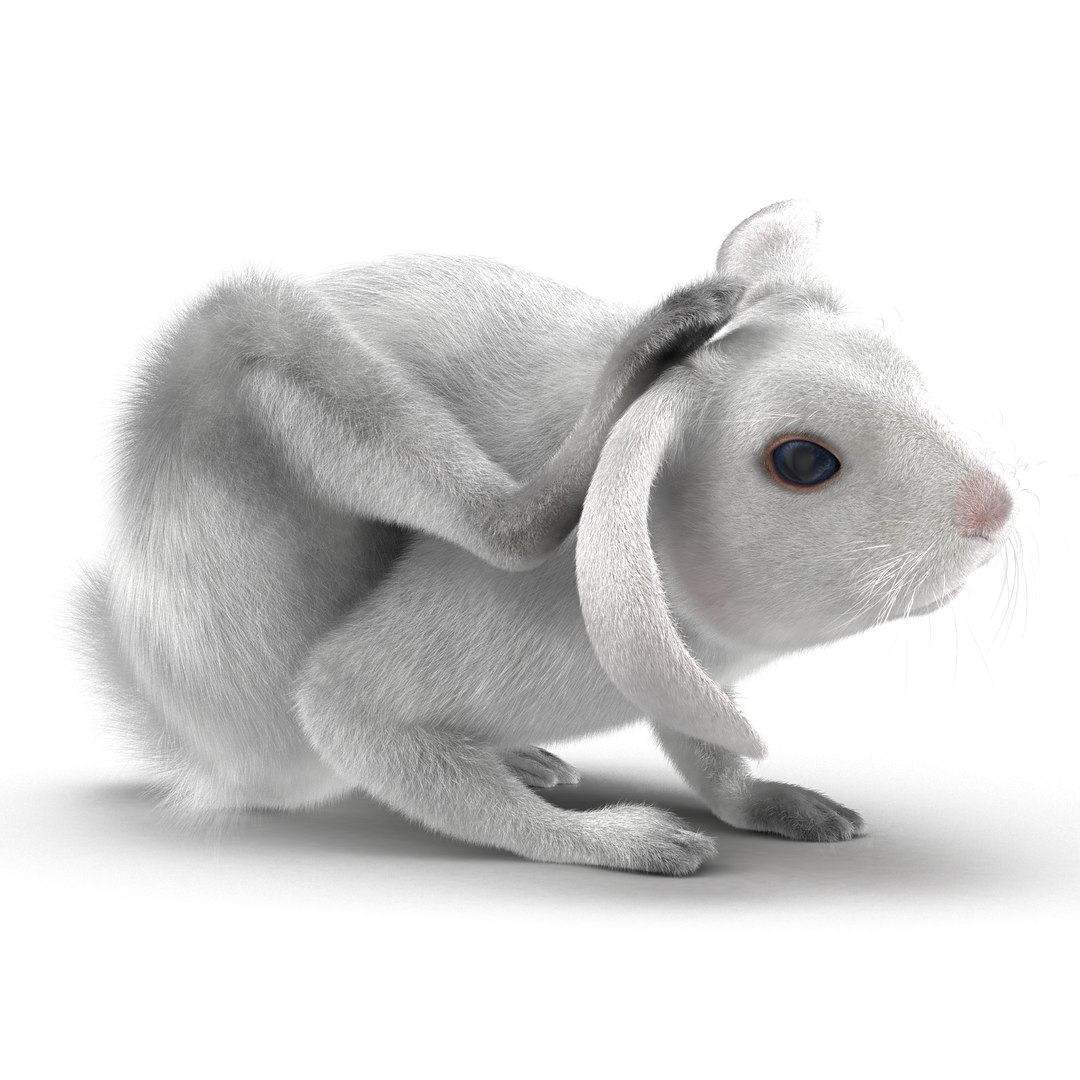 3d Model White Rabbit Pose 4