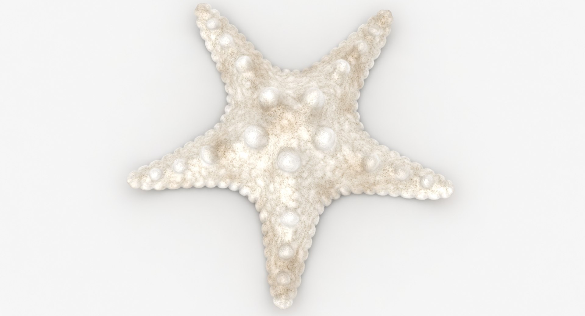 Realistic White Starfish 3D Model - TurboSquid 1298983