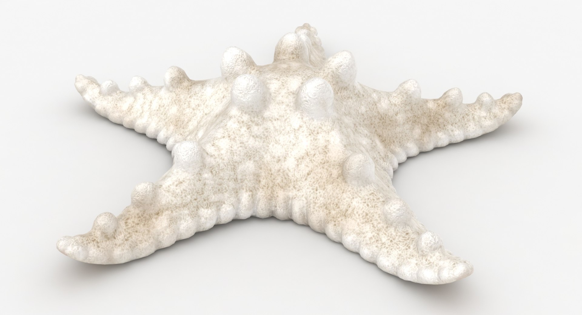 Realistic White Starfish 3D Model - TurboSquid 1298983