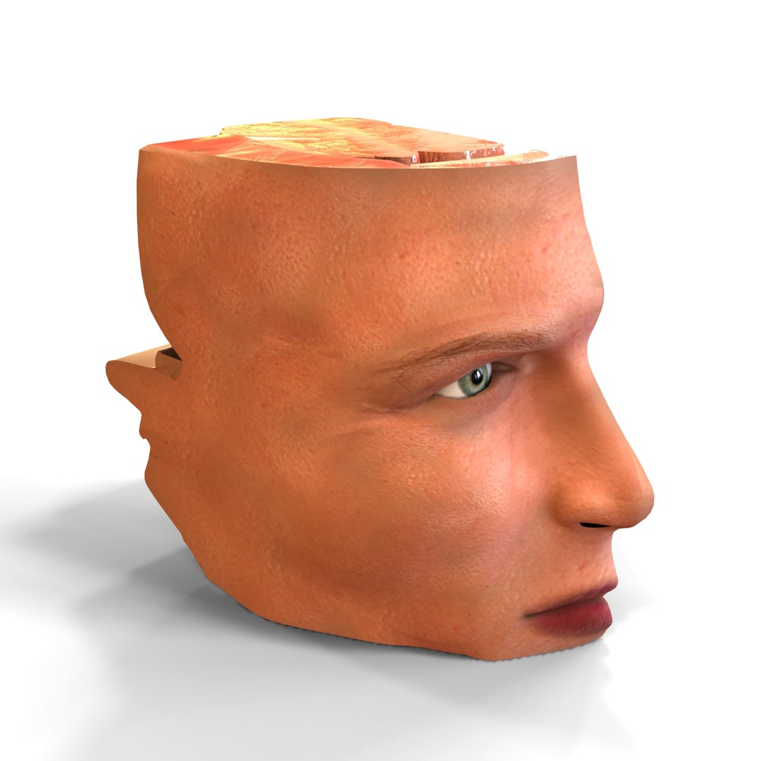 Nose Anatomy 3d Model