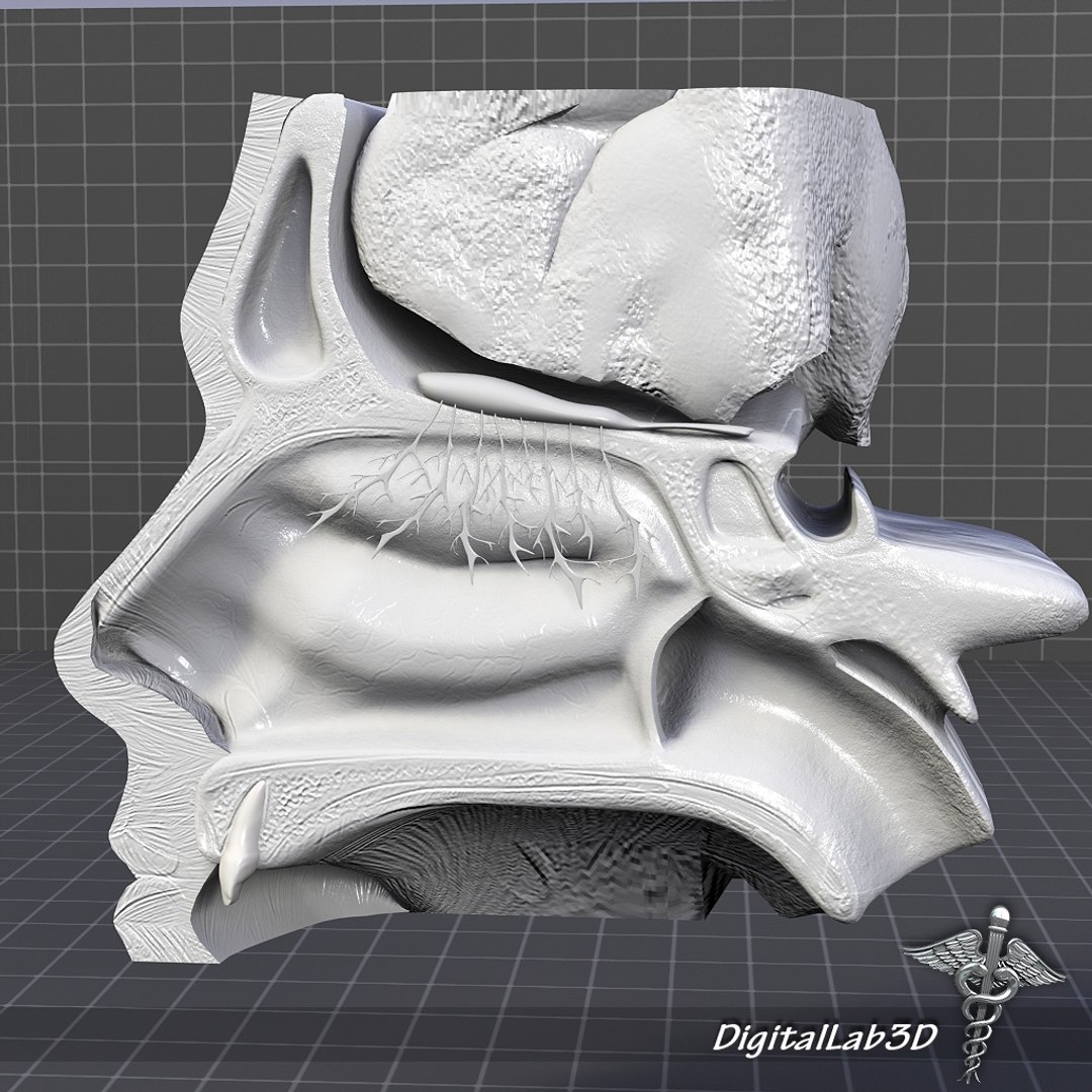Nose Anatomy 3d Model