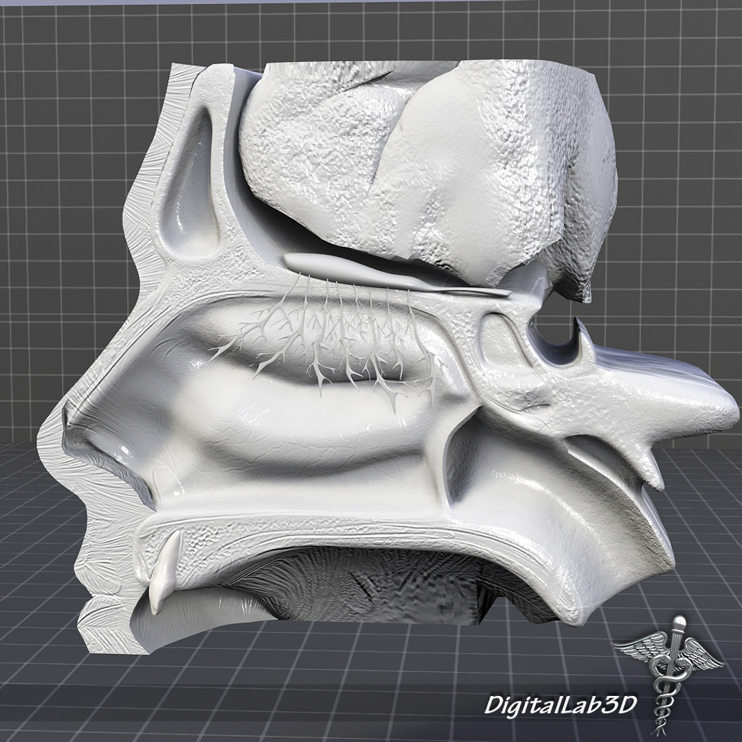nose anatomy 3d model