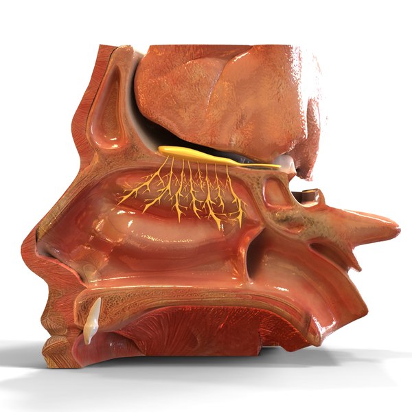 nose anatomy 3d model