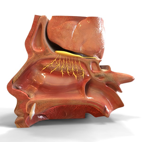 nose anatomy 3d model