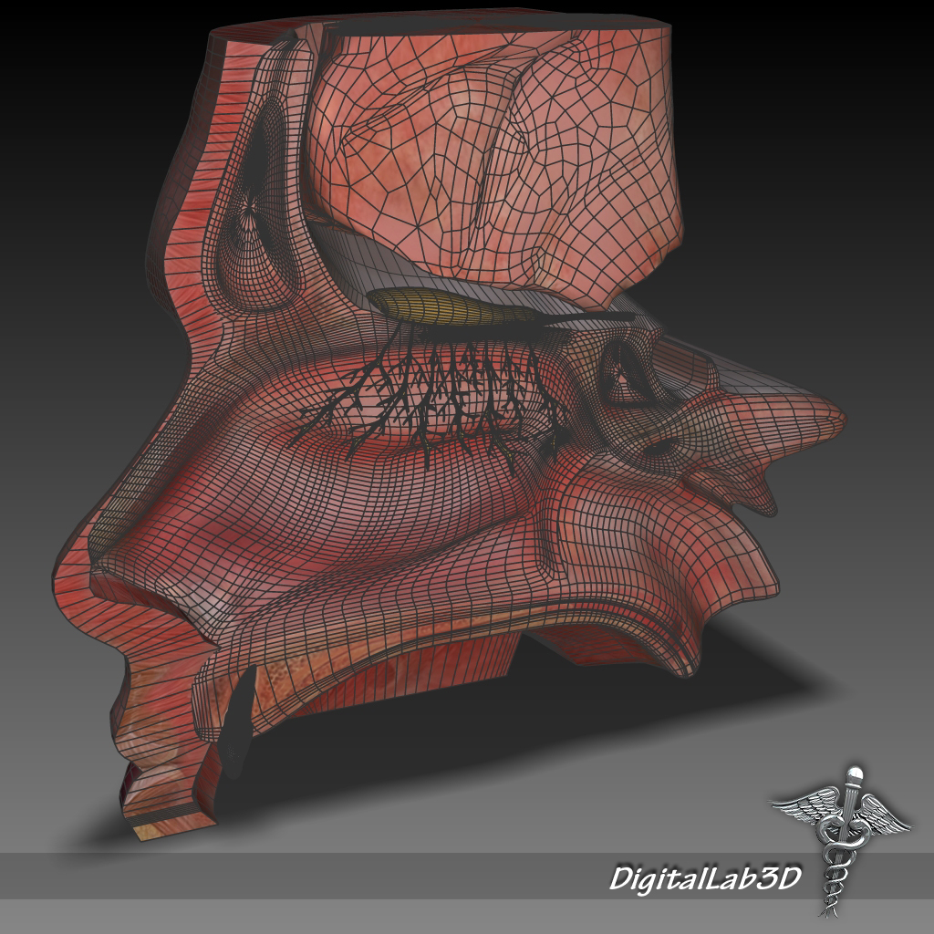 nose anatomy 3d model