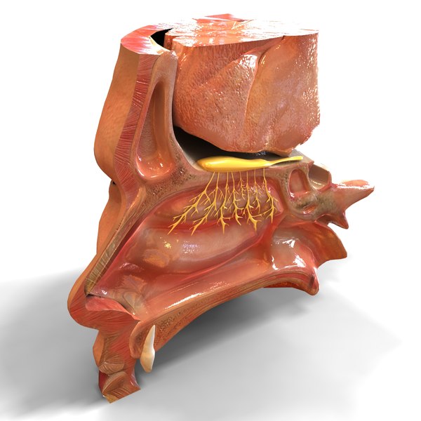 nose anatomy 3d model